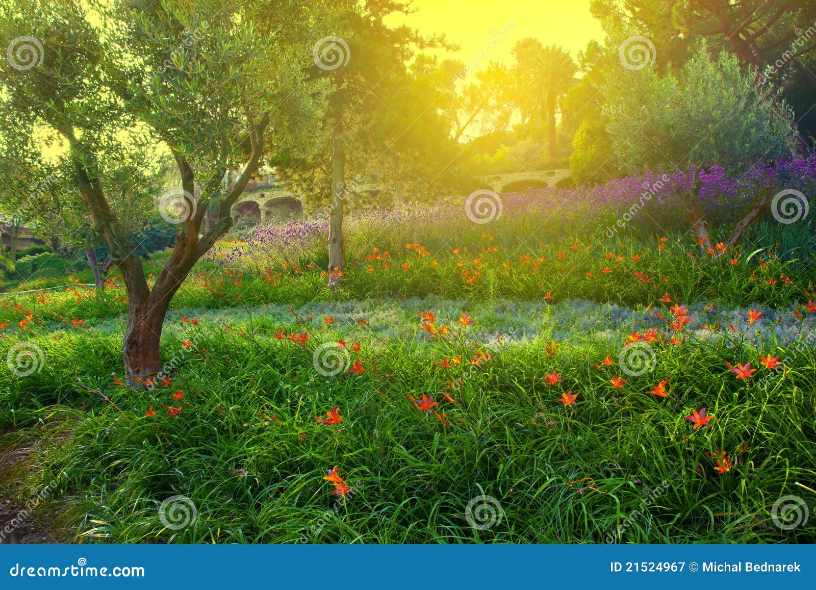 Colorful park with flowers stock image. Image of blooming - 21524967