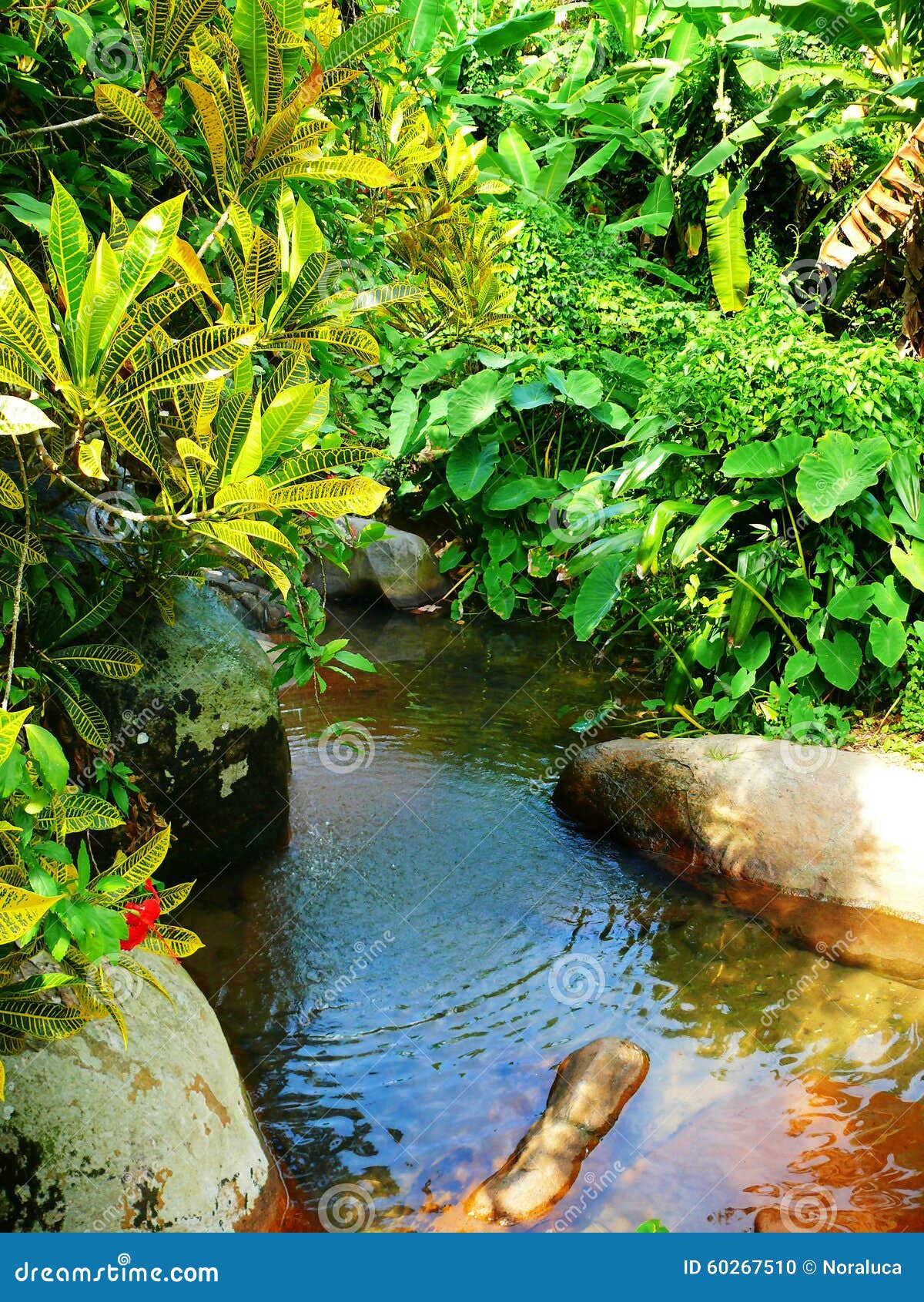 Colorful park stock photo. Image of bush, jungle, malaysia - 60267510