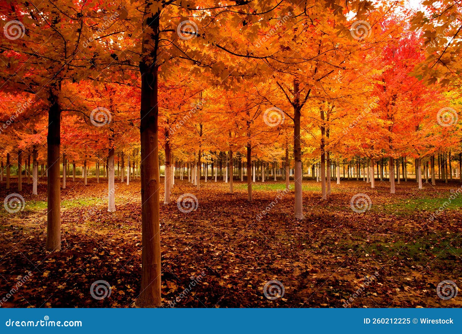 Colorful Park with Rows of Trees during Autumn Stock Image - Image of ...