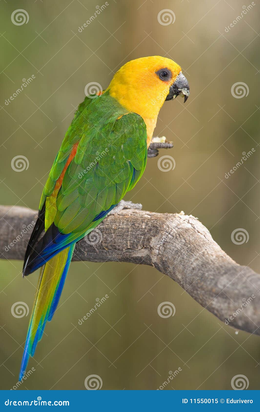 Colorful Parrot stock image. Image of colorful, exotic - 11550015