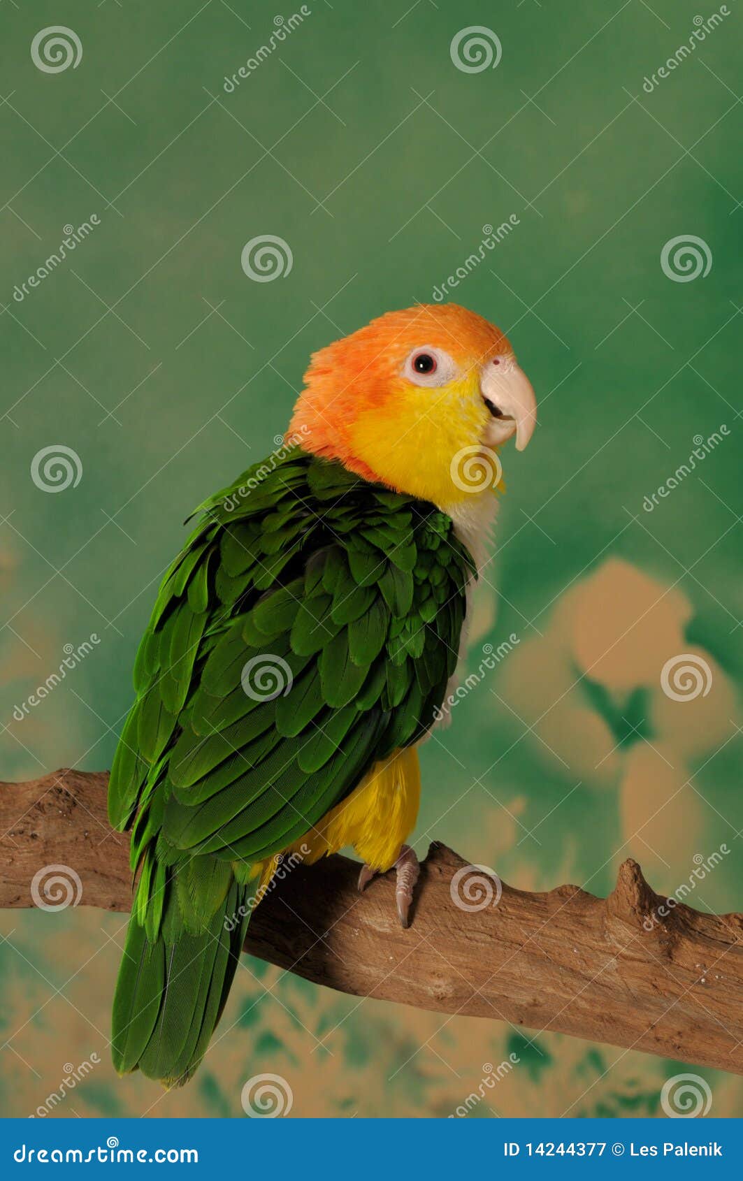 Colorful parrot stock image. Image of parrot, tropical - 14244377