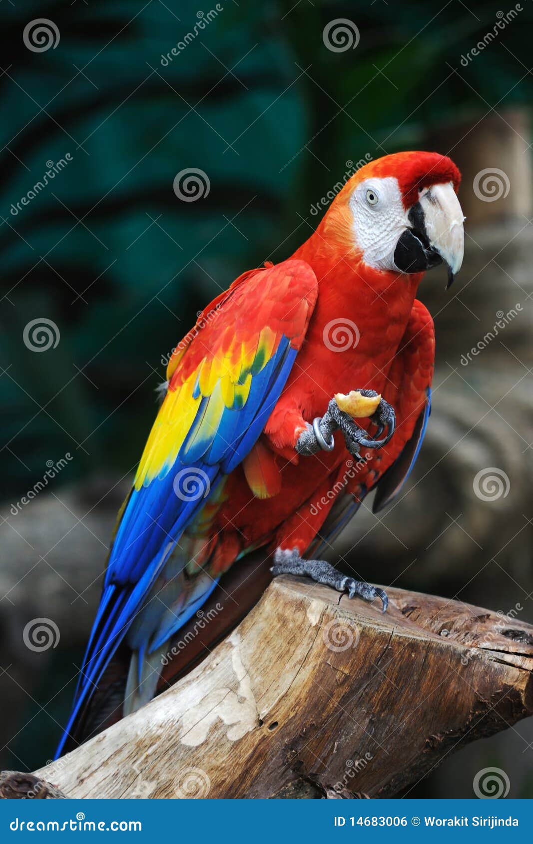 Colorful Parrot stock photo. Image of nature, green, jungle - 14683006