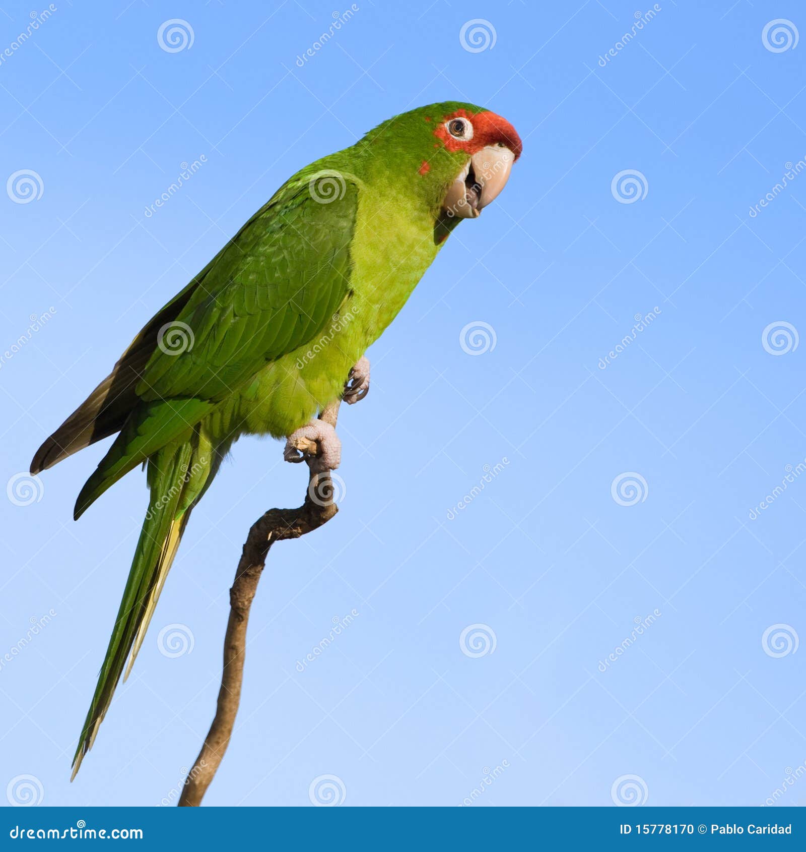 Colorful Parrot Bird Sitting On A Hand Royalty-Free Stock Image ...