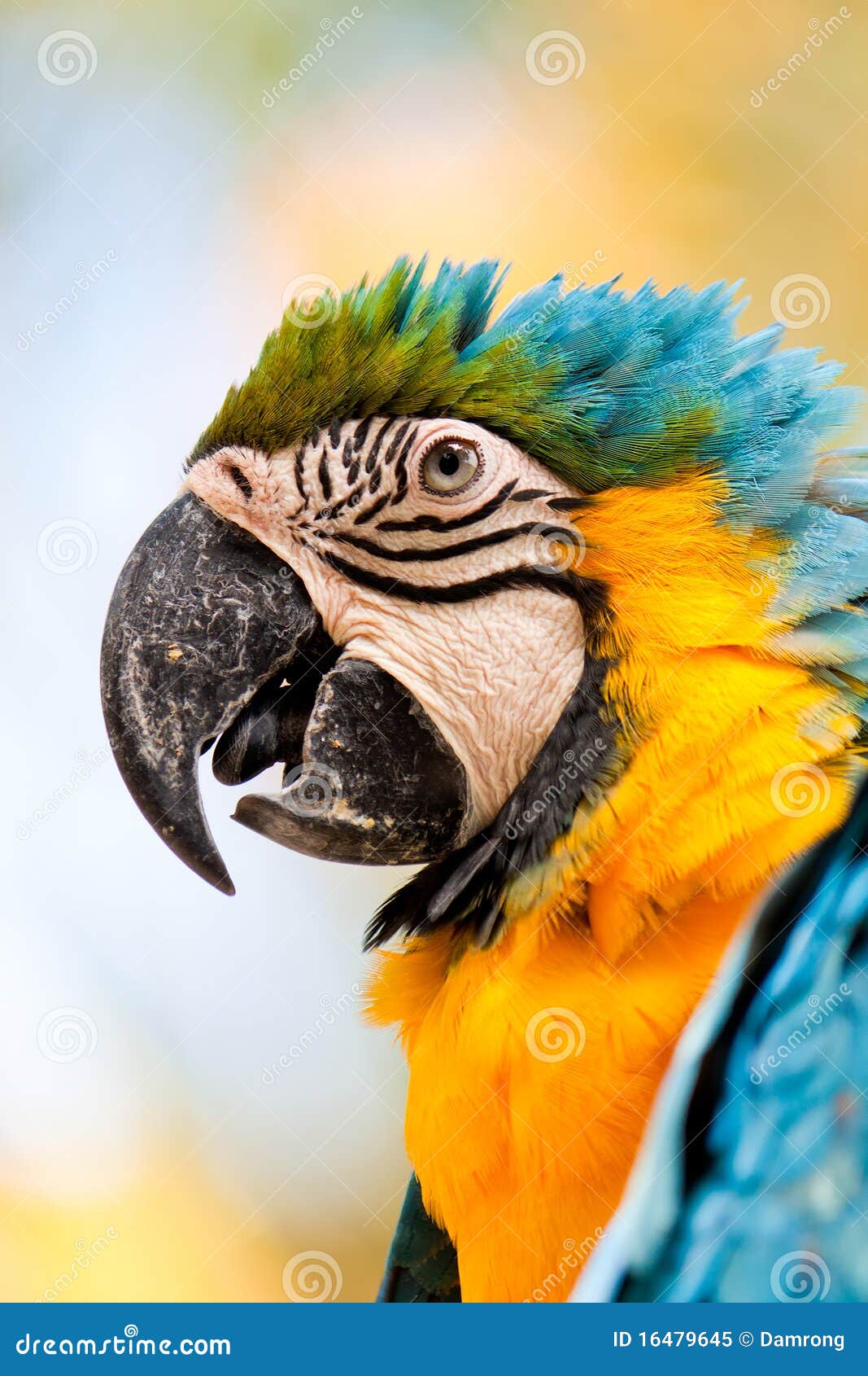Colorful parrot #2 stock image. Image of colour, cute - 16479645