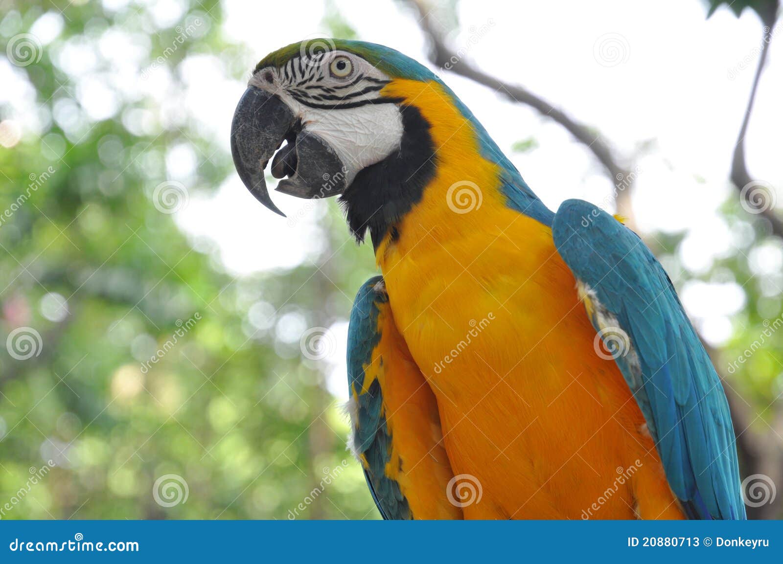 A colorful parrot stock image. Image of forest, colorful - 20880713