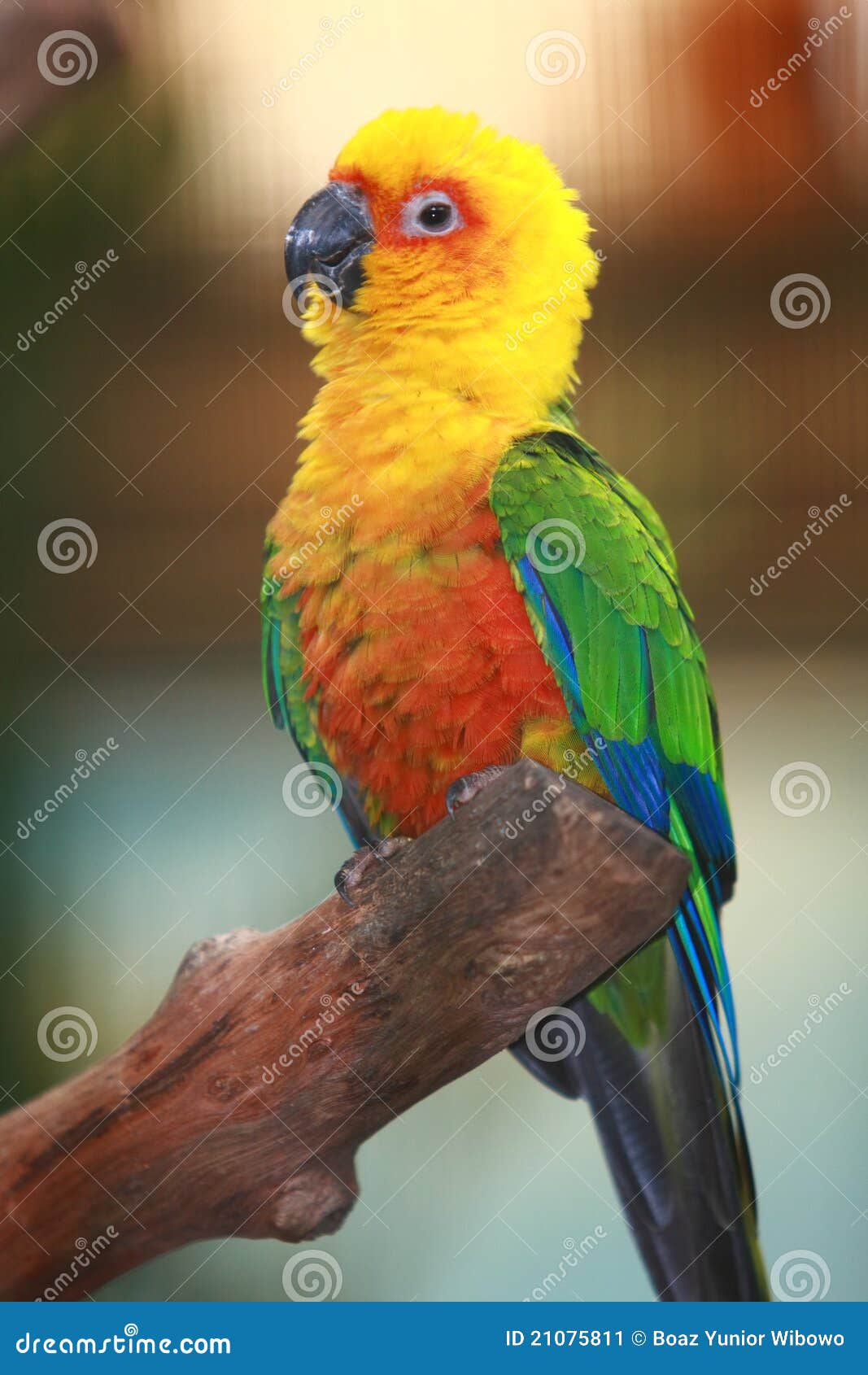 Colorful Parrot stock image. Image of yellow, branch - 21075811