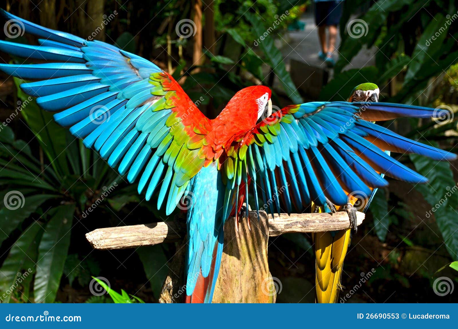 Colorful parrot stock image. Image of rainforest, colorful - 26690553