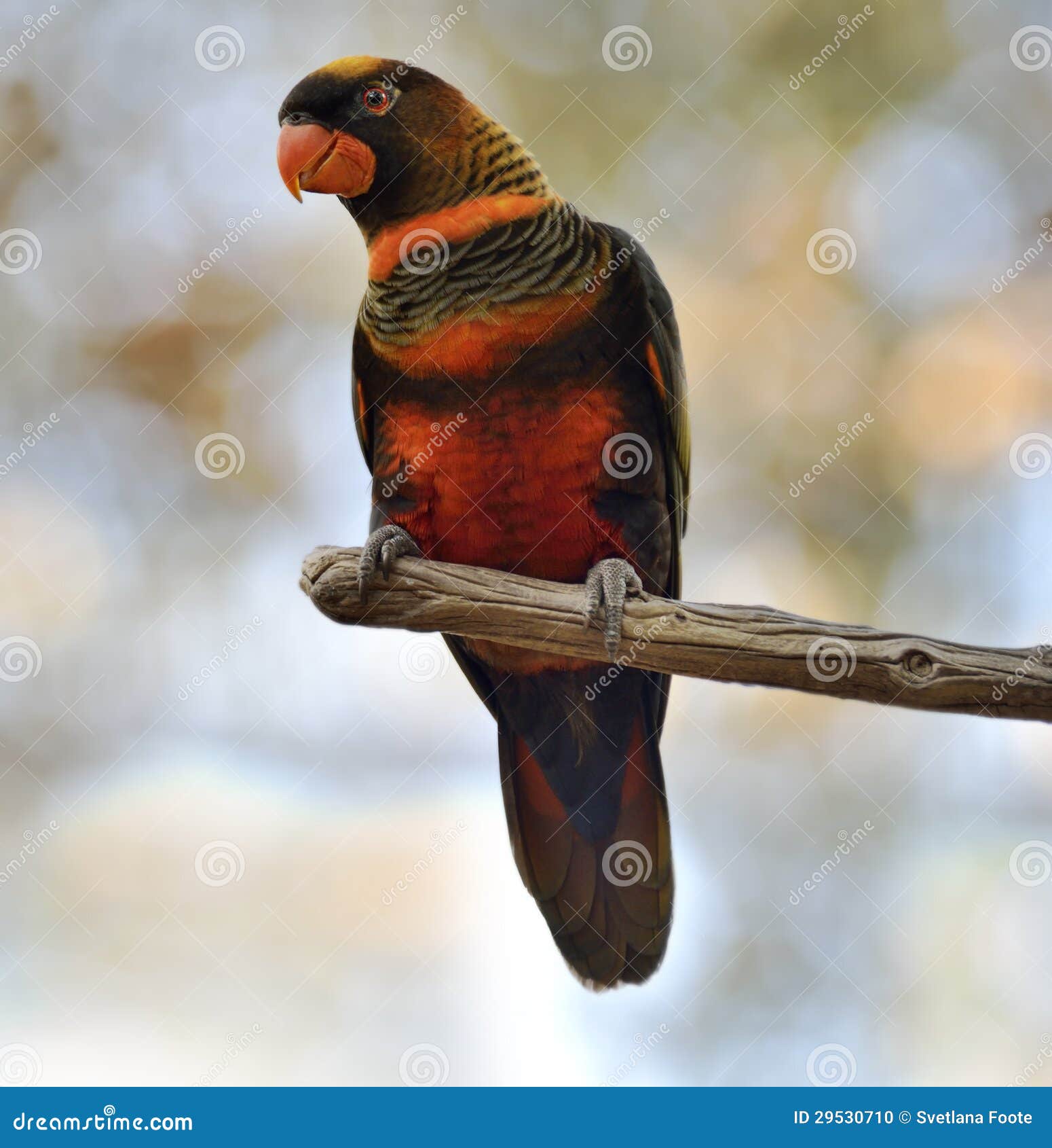Colorful Parrot stock photo. Image of colorful, lorikeet - 29530710