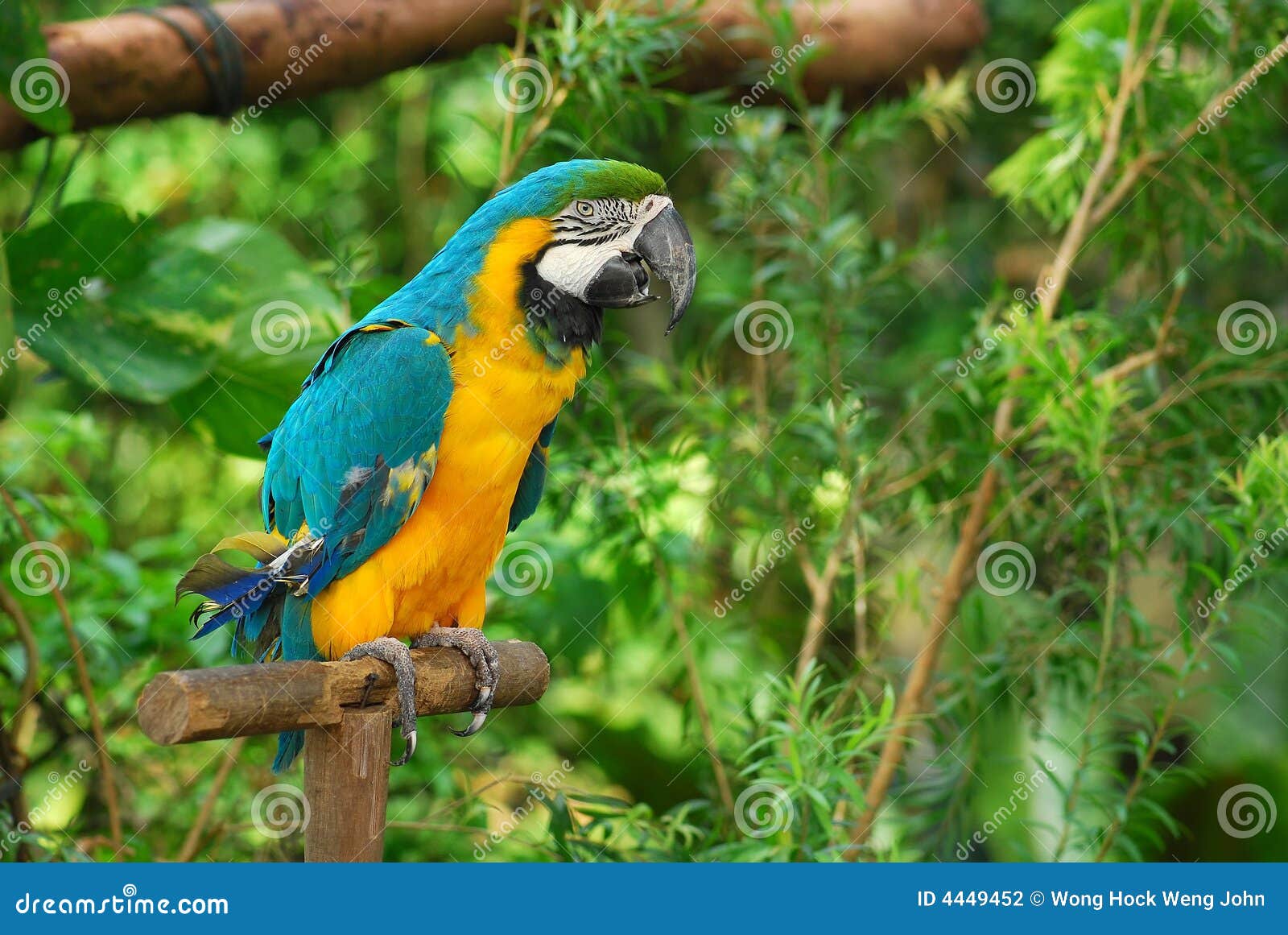 Colorful parrot stock photo. Image of birds, parks, colorful - 4449452