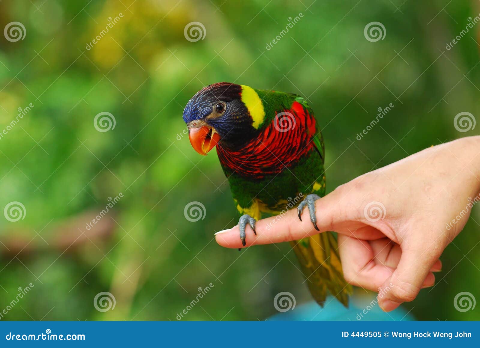 Colorful parrot stock image. Image of gardens, pets, parrot - 4449505