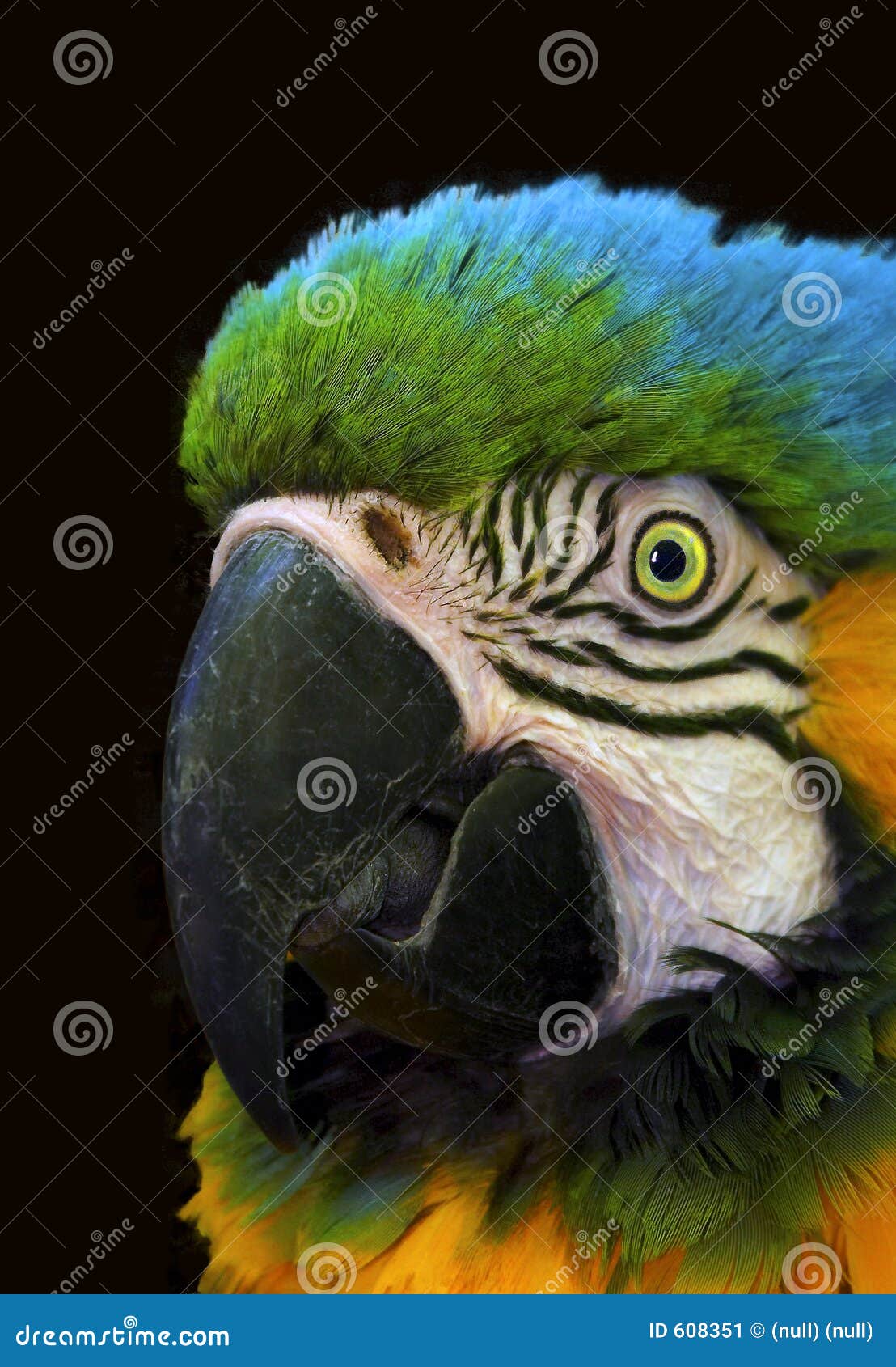 Colorful parrot stock image. Image of parrot, guacamayo - 608351