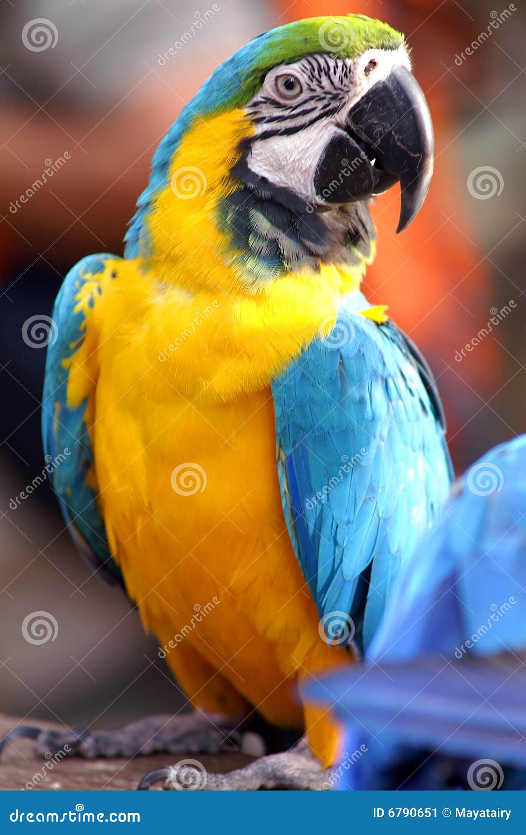 Colorful parrot stock image. Image of show, plumed, colorful - 6790651
