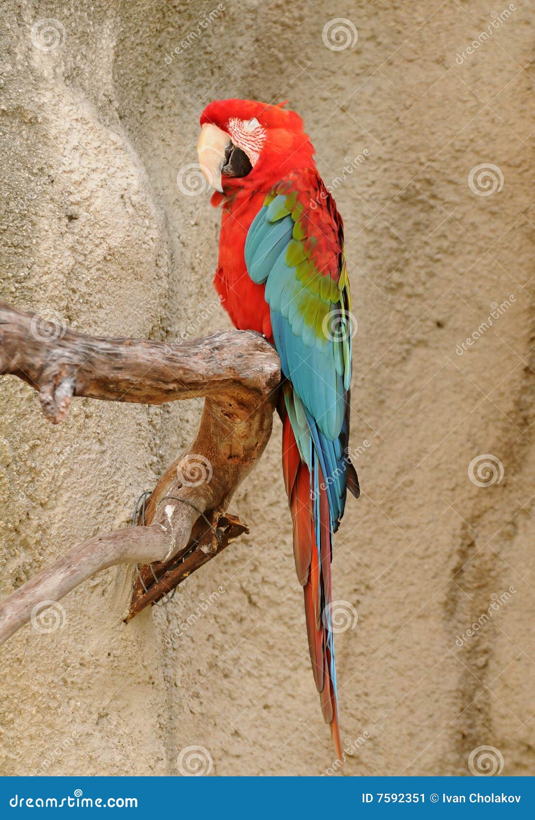 Colorful parrot stock image. Image of endangered, colorful - 7592351
