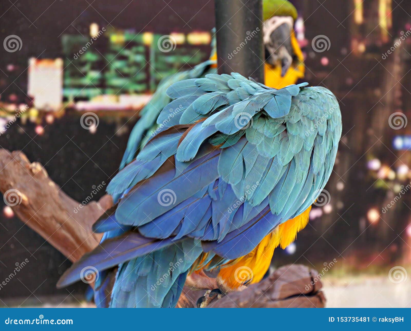 Colorful parrot stock image. Image of beautiful, natural - 153735481