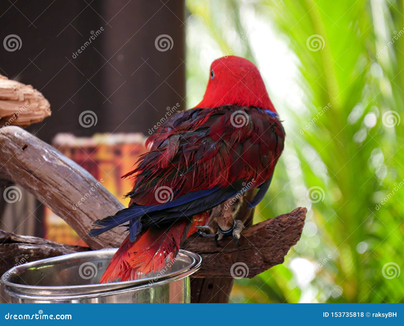 Colorful parrot stock photo. Image of background, fauna - 153735818