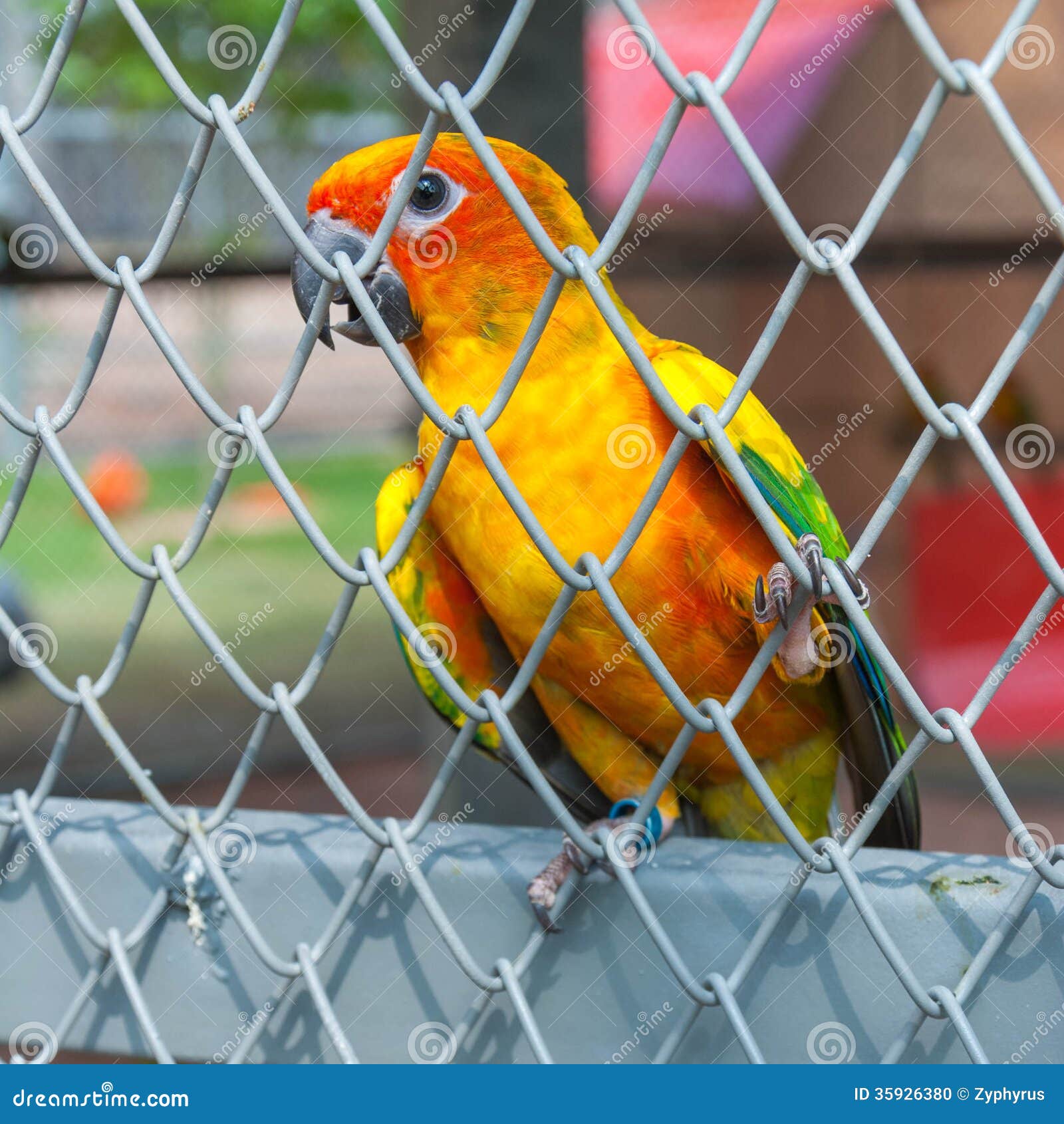 Colorful Parrot Bird Sitting in Birdcage Stock Photo - Image of cute ...