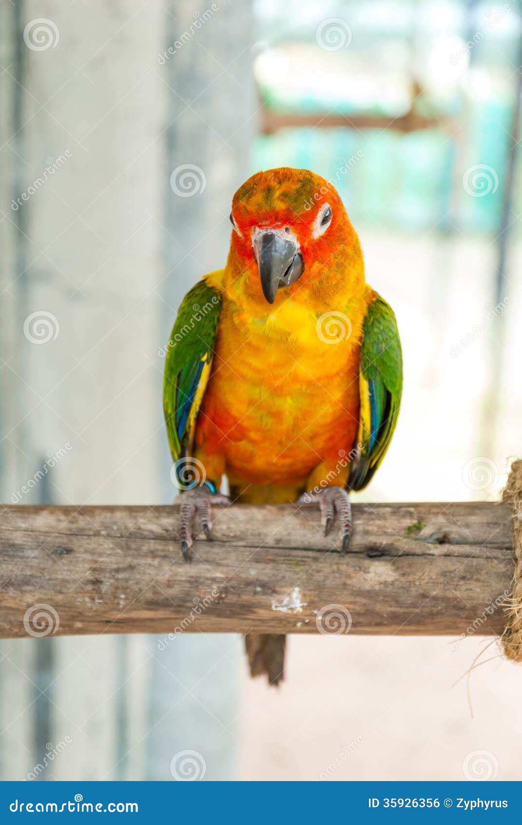 Colorful Parrot Bird Sitting on the Perch Stock Photo - Image of ...