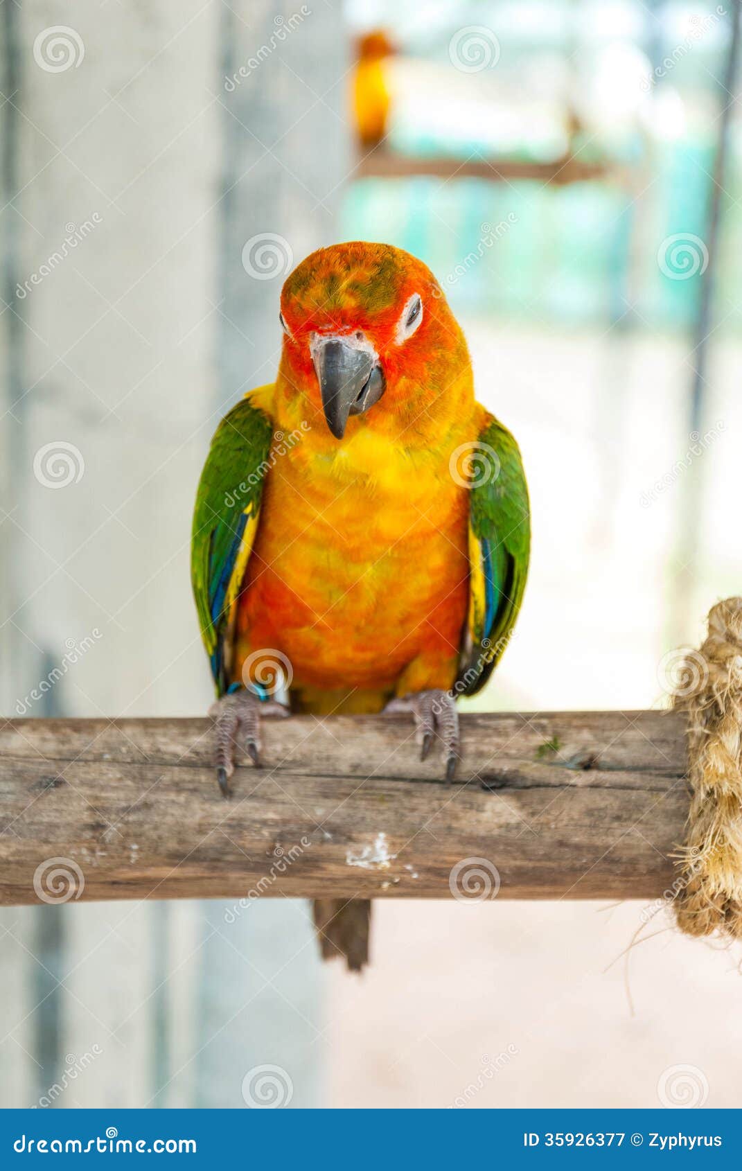 Colorful Parrot Bird Sitting on the Perch Stock Image - Image of aviary ...
