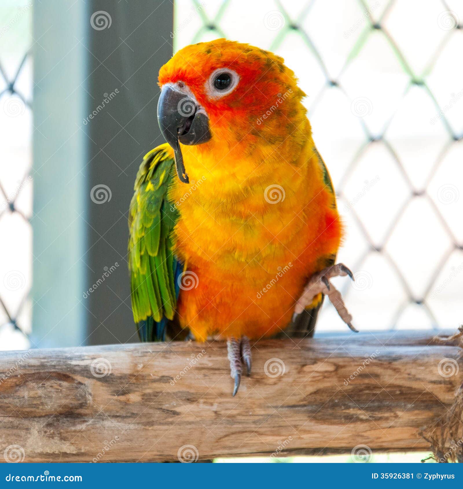 Colorful Parrot Bird Sitting on the Perch Stock Image - Image of animal ...