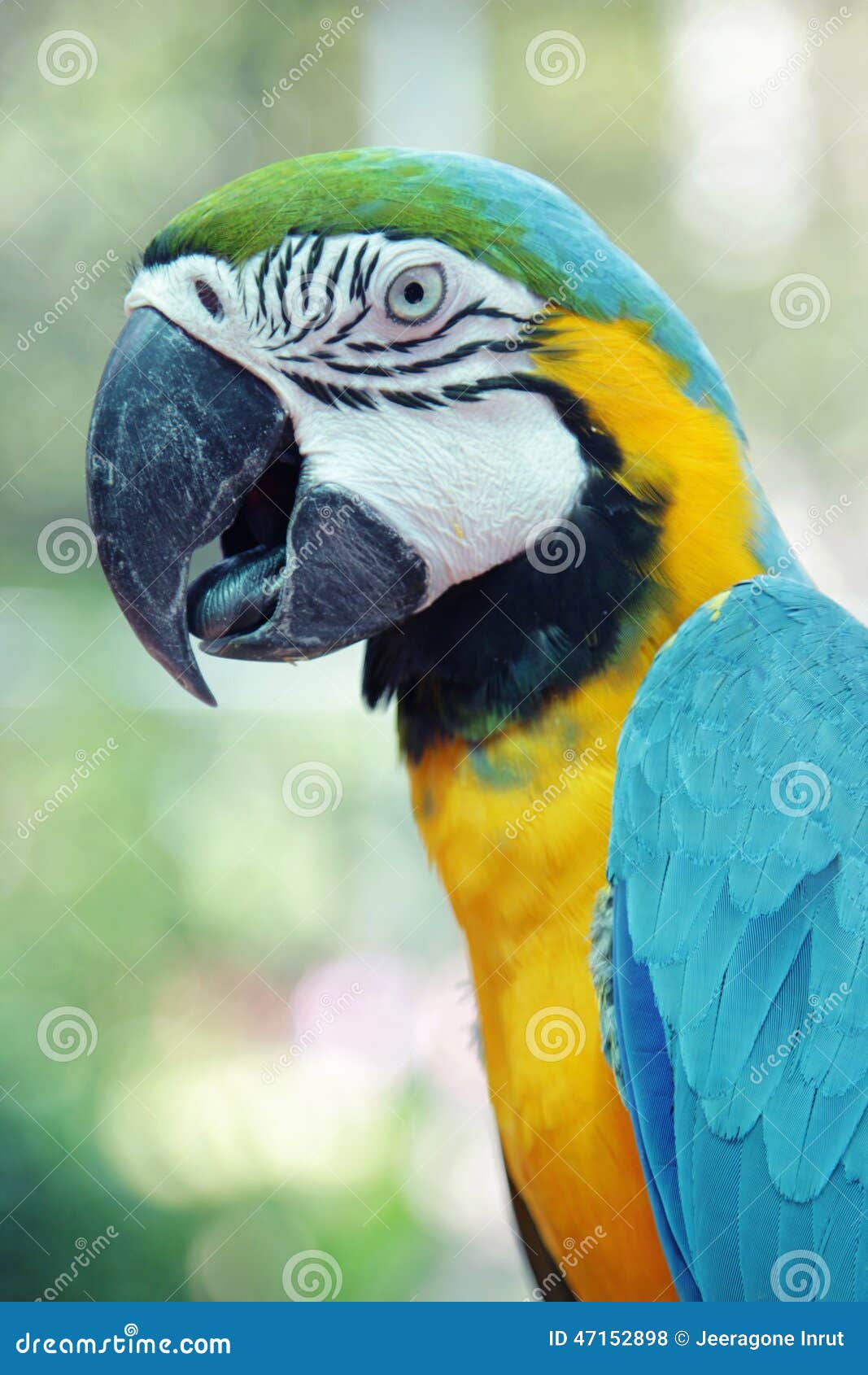 Colorful parrot birds stock photo. Image of parrot, mccaw - 47152898