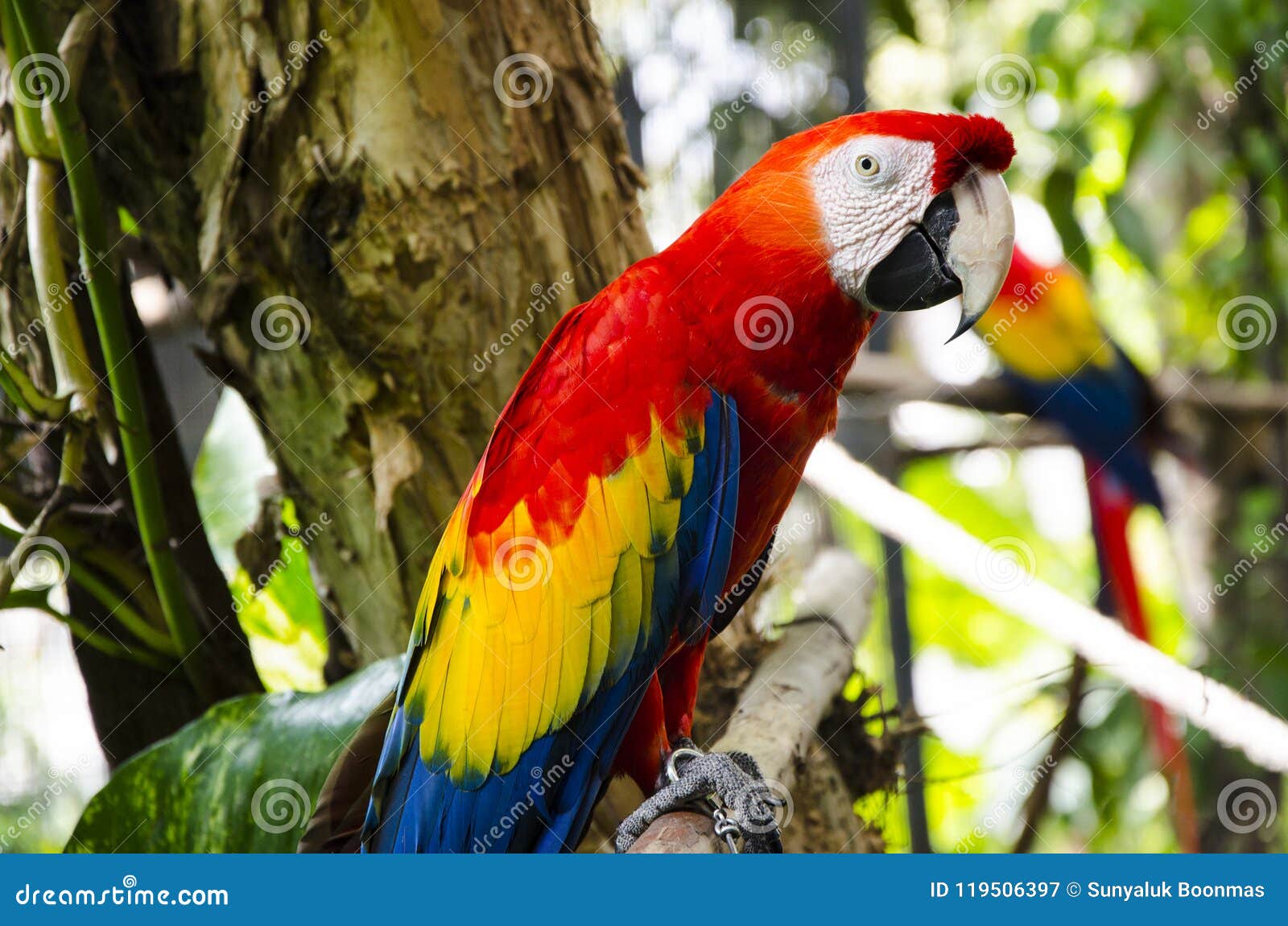 Colorful Parrot on the Branch of Tree Stock Image - Image of mini, tree ...