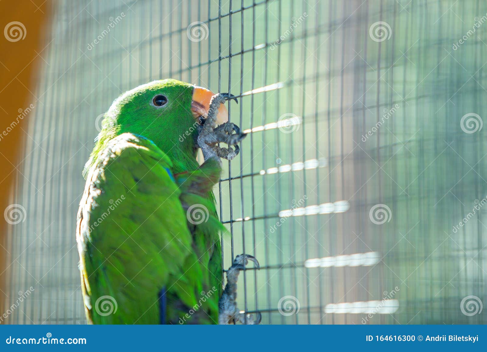 Colorful Parrot in a Cage at a Zoo Stock Photo - Image of freedom ...