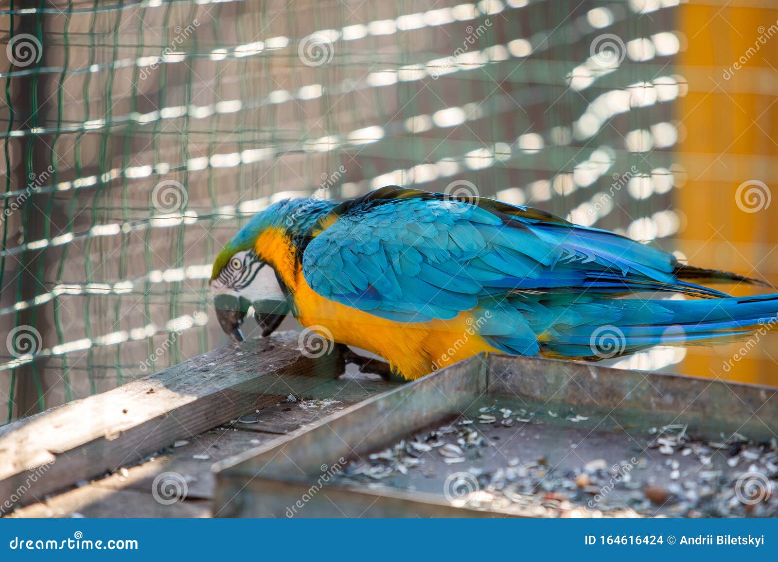 Colorful Parrot in a Cage at a Zoo Stock Photo - Image of forest, park ...