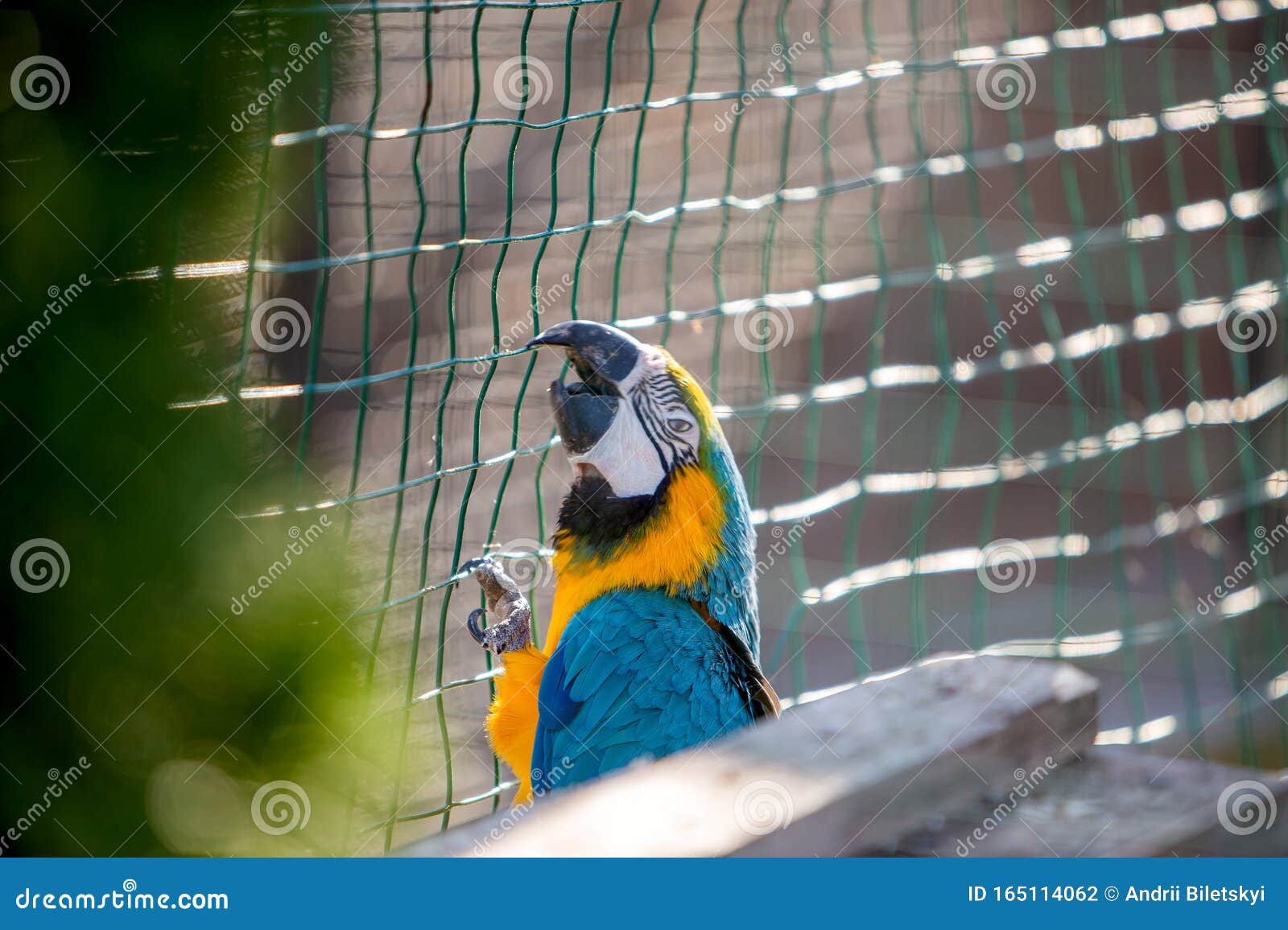 Colorful Parrot in a Cage at a Zoo Stock Photo - Image of park, closeup ...