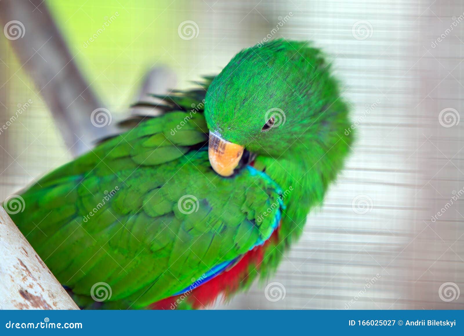 Colorful Parrot in a Cage at a Zoo Stock Image - Image of feather ...