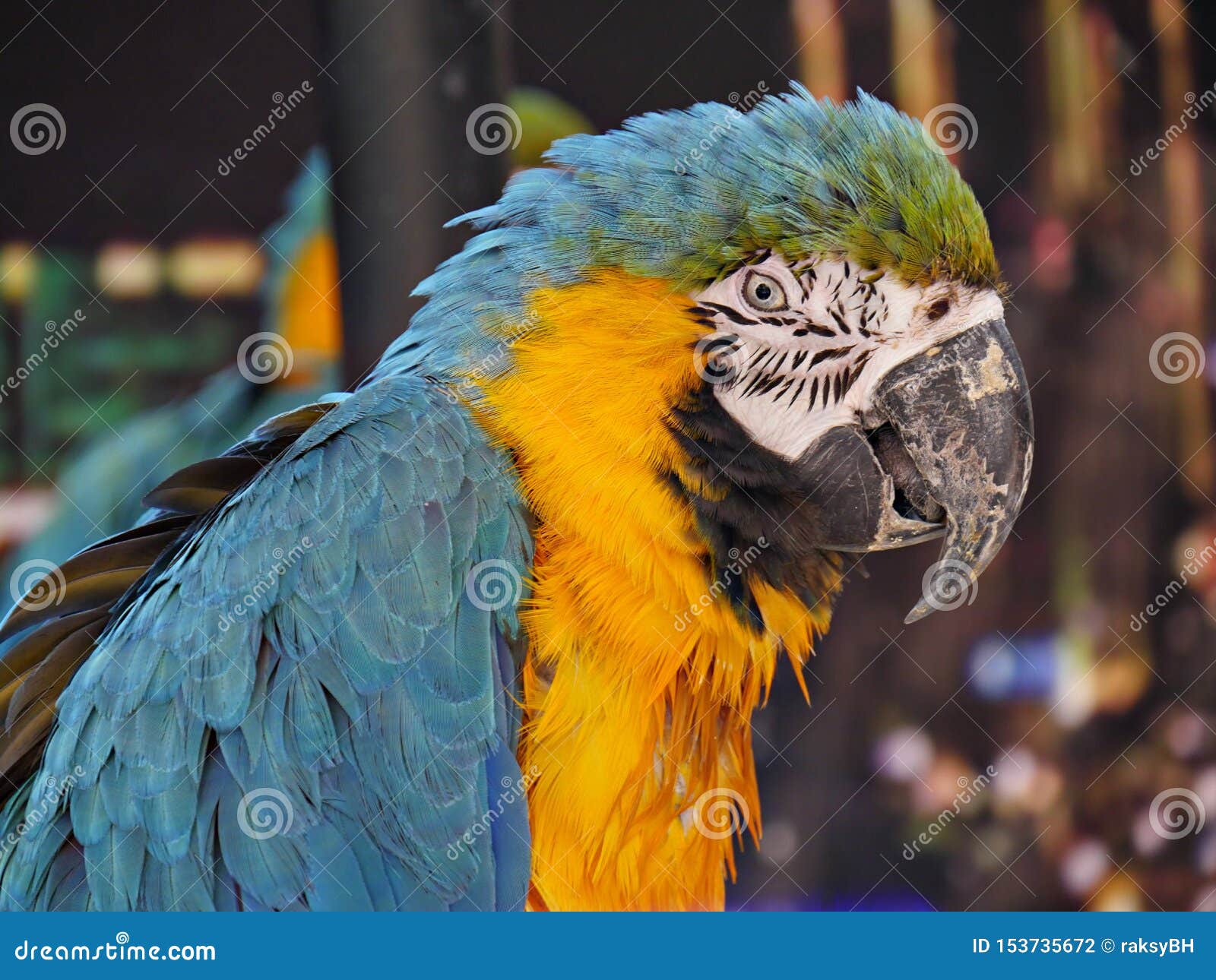 Colorful parrot stock photo. Image of parrot, wild, cute - 153735672