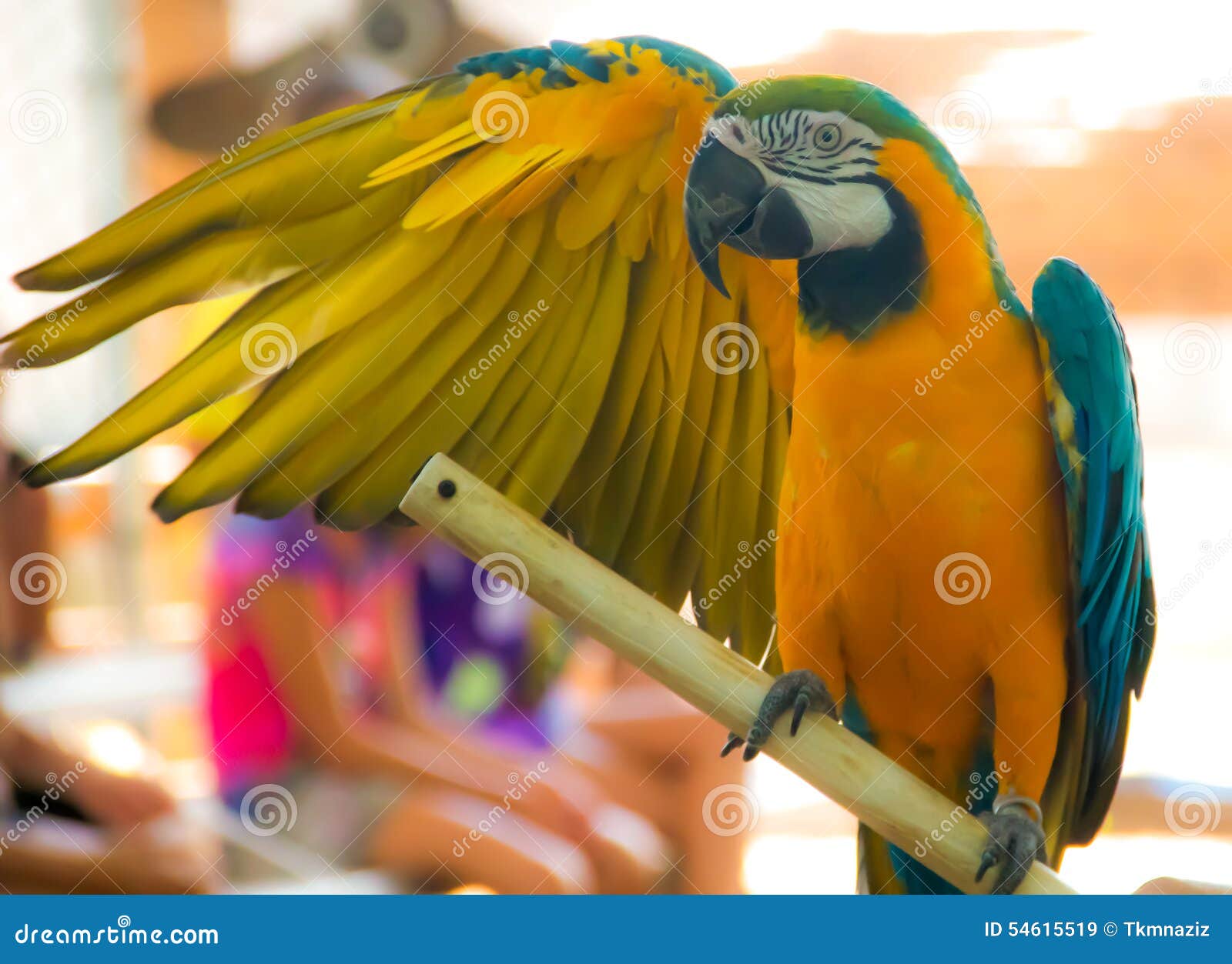 A Colorful Parrot stock image. Image of blue, exotic - 54615519