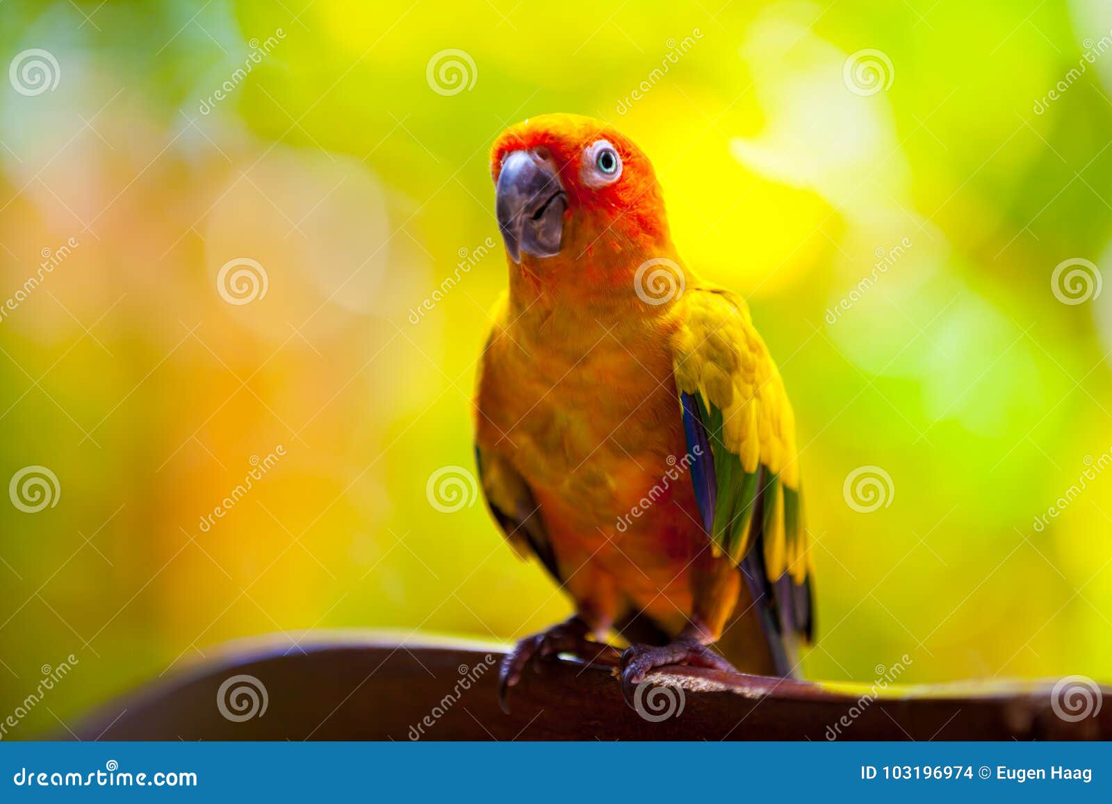 Colorful parrot stock photo. Image of portrait, color - 103196974