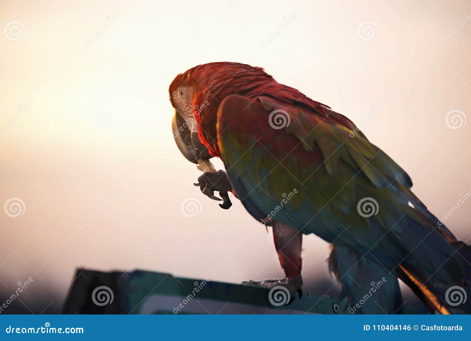 Parrot is Eating a Nut by Itself. Stock Photo - Image of blue, claw ...