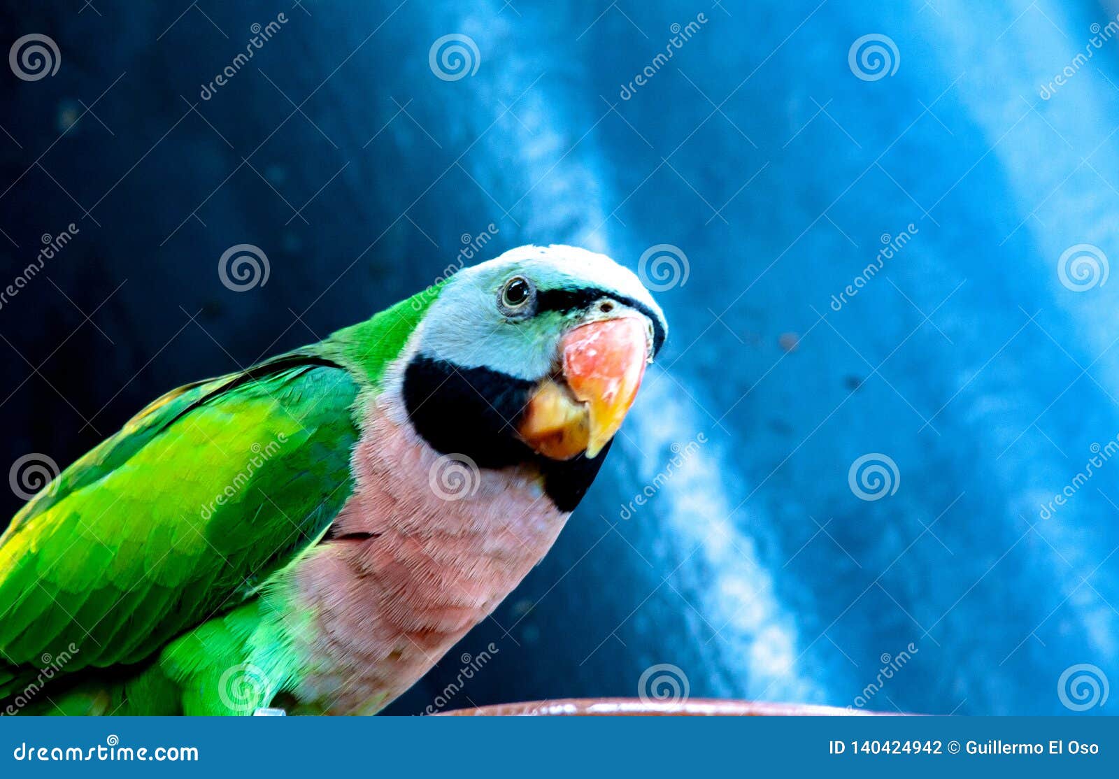 Colorful Parrot at the Feeding Bowl in the Zoo Stock Photo - Image of ...