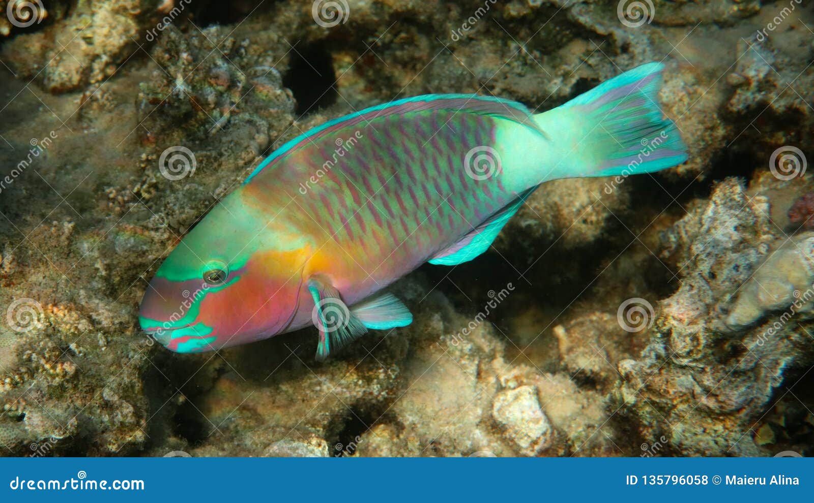 Colorful Parrot Fish stock photo. Image of ocean, animals - 135796058