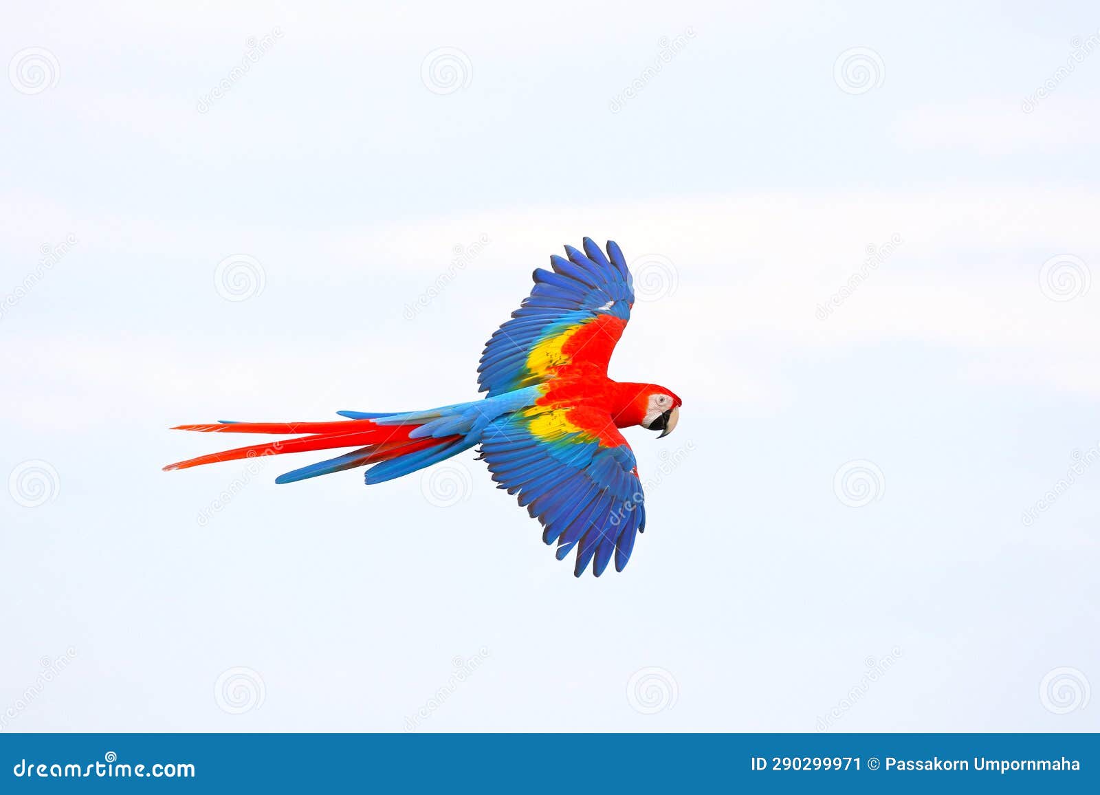 Colorful of Parrot Flying in the Sky. Stock Image - Image of colorful ...