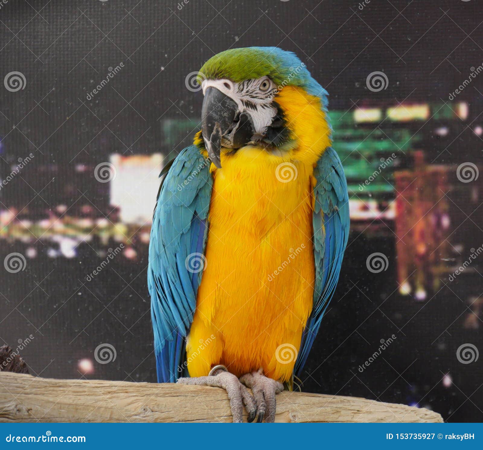 Colorful parrot stock image. Image of parrot, white - 153735927