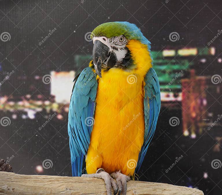 Colorful parrot stock image. Image of parrot, white - 153735927