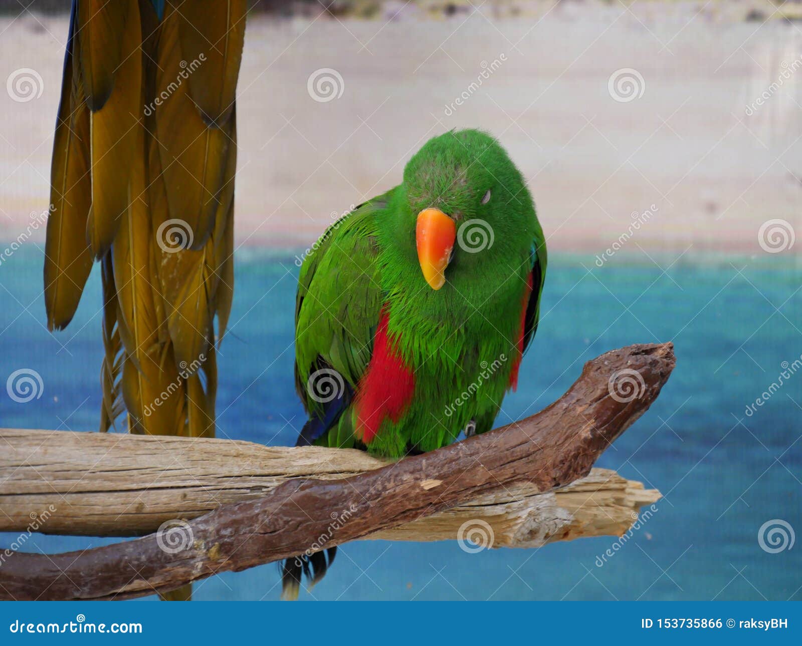 Colorful parrot stock photo. Image of parakeet, tropical - 153735866