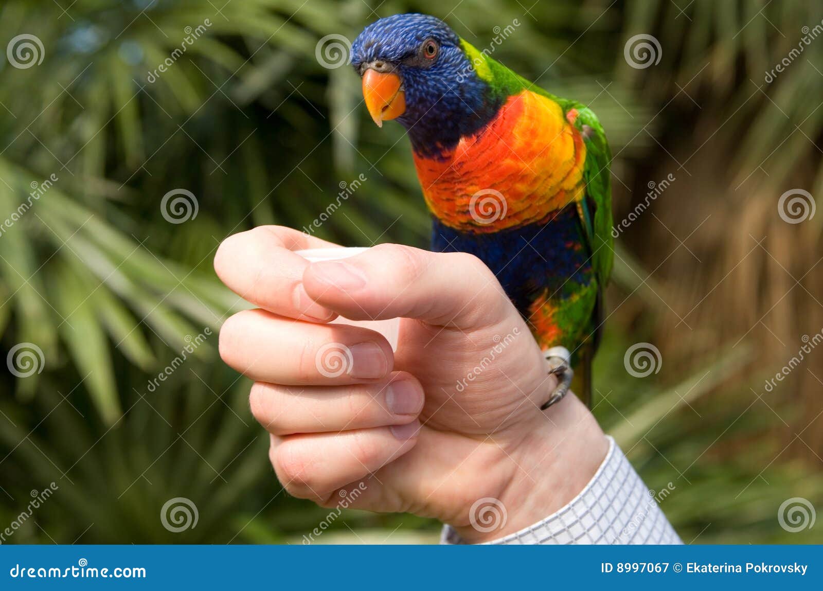Colorful parrot on a hand stock image. Image of feathered - 8997067