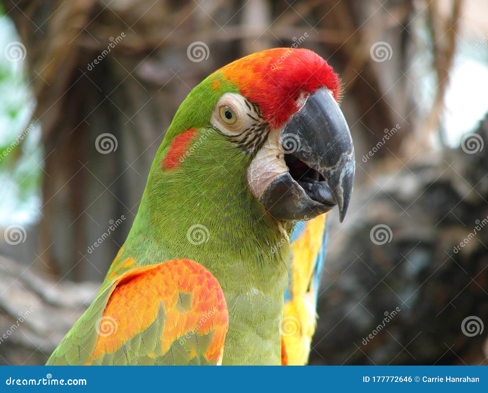 Colorful Parrot Head stock photo. Image of brown, beak - 177772646