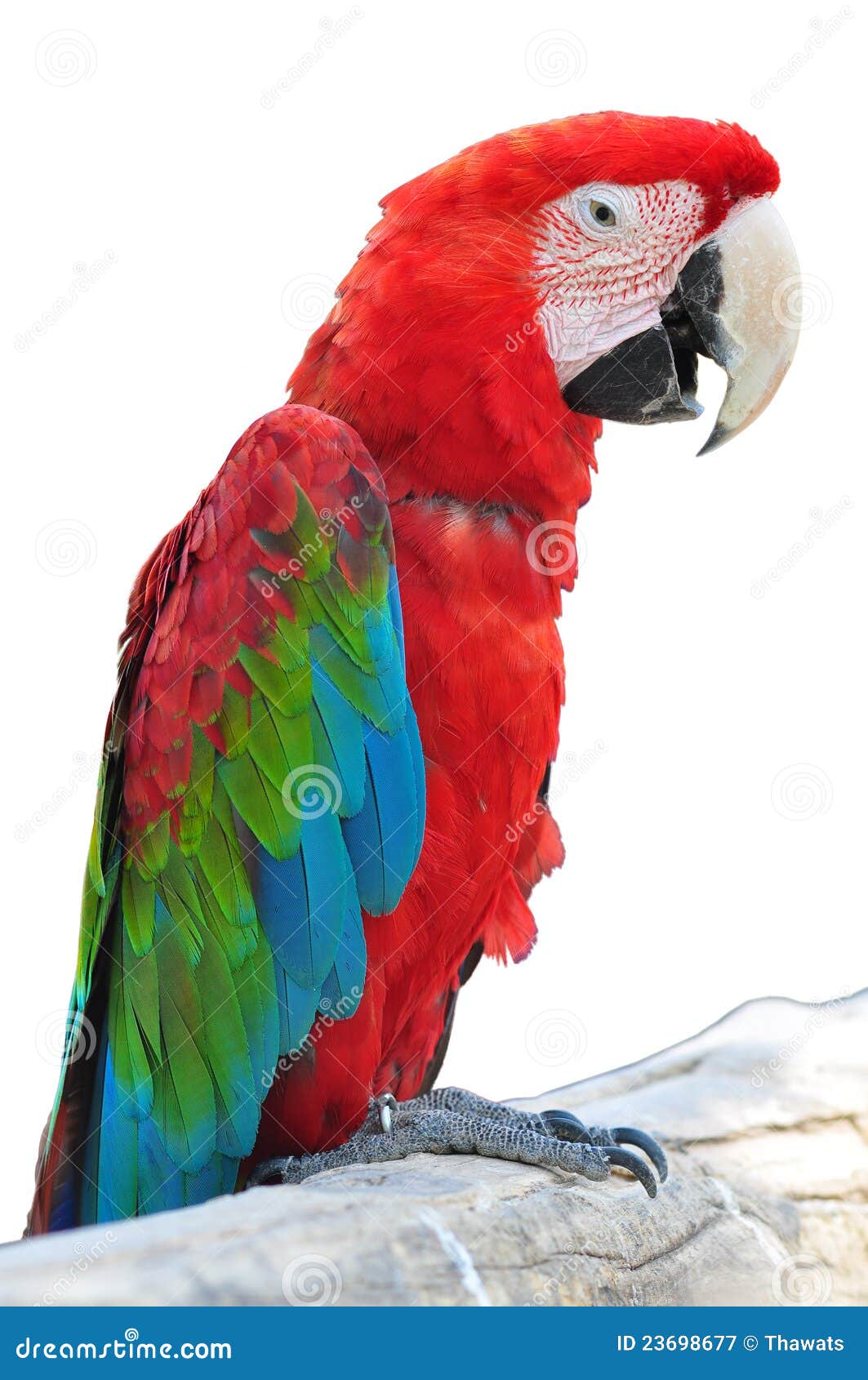 Colorful parrot isolated stock image. Image of bright - 23698677