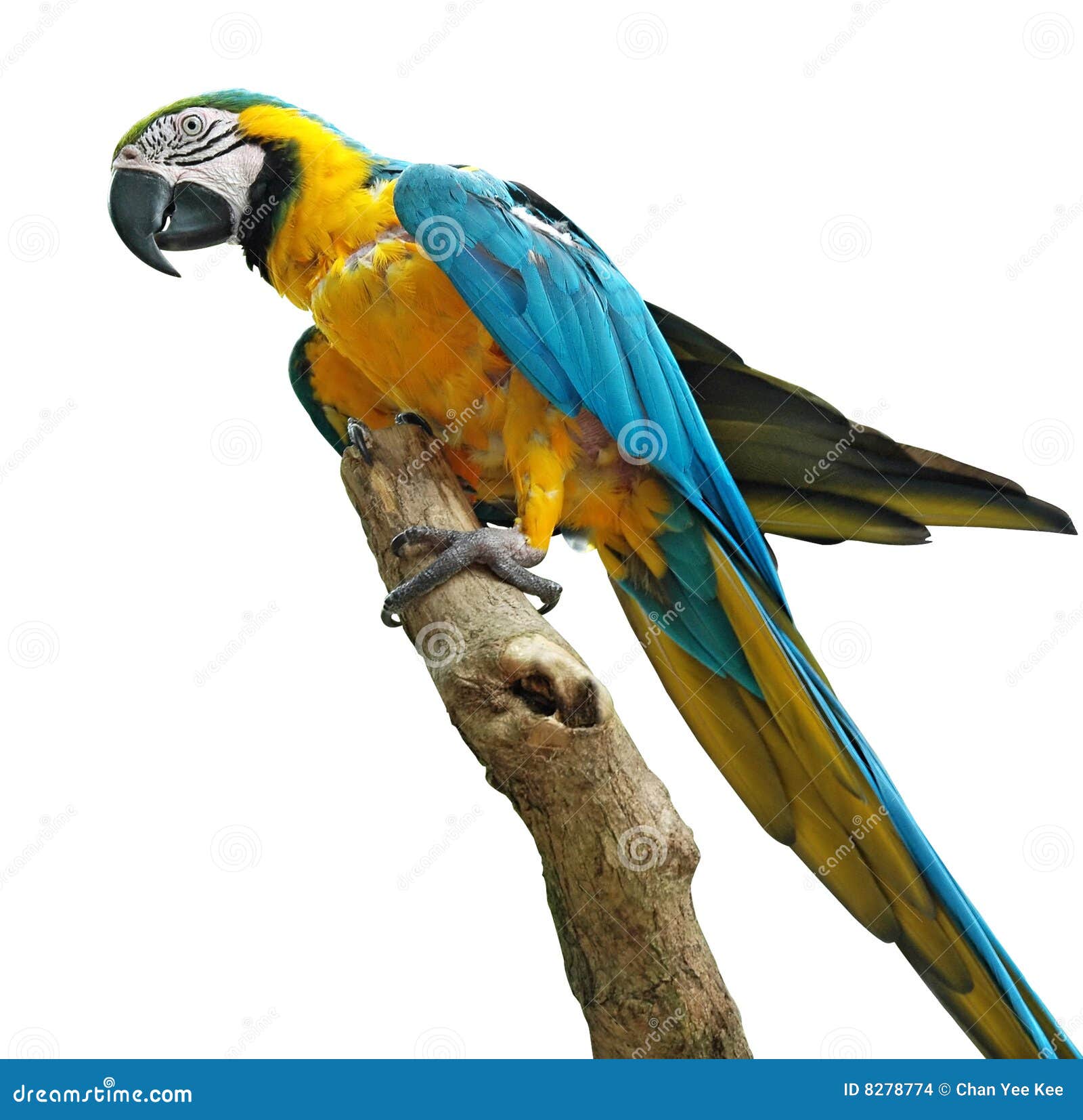 Colorful parrot isolated stock photo. Image of fischeri - 8278774