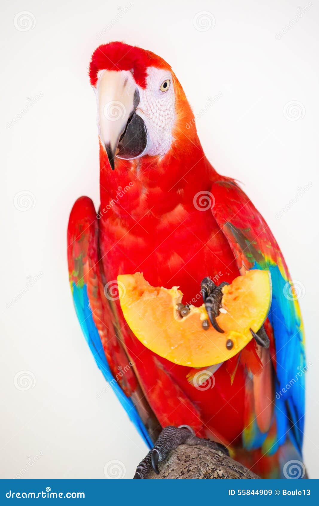 Colorful Parrot Isolated in White Background Stock Image - Image of ...