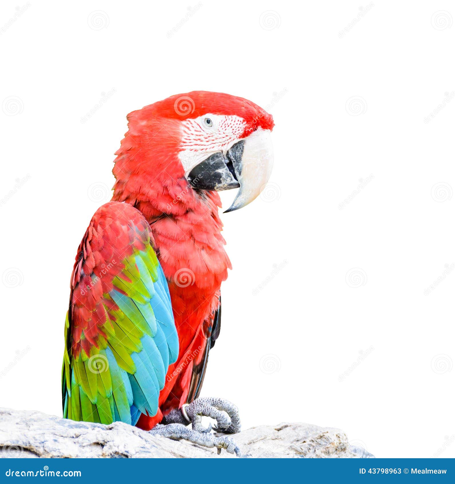 Colorful Parrot Isolated in White Background Stock Image - Image of ...