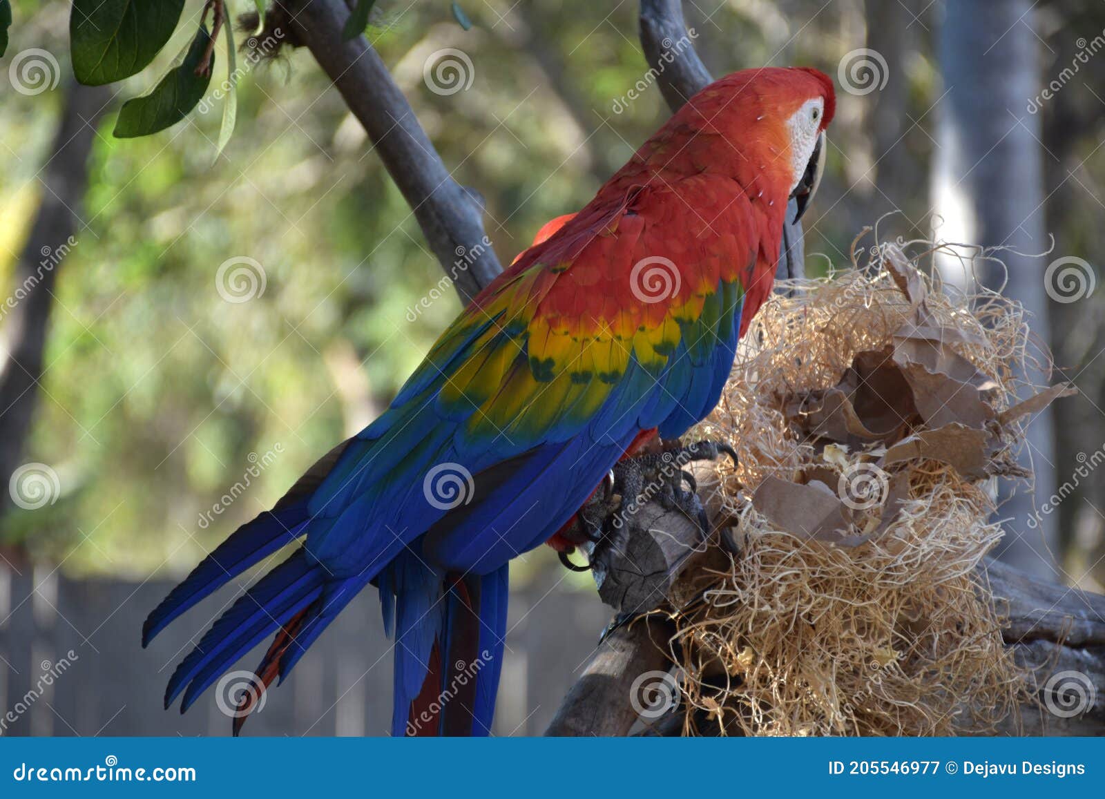 Colorful Parrot Looking Back Over His Shoulder Stock Image - Image of ...