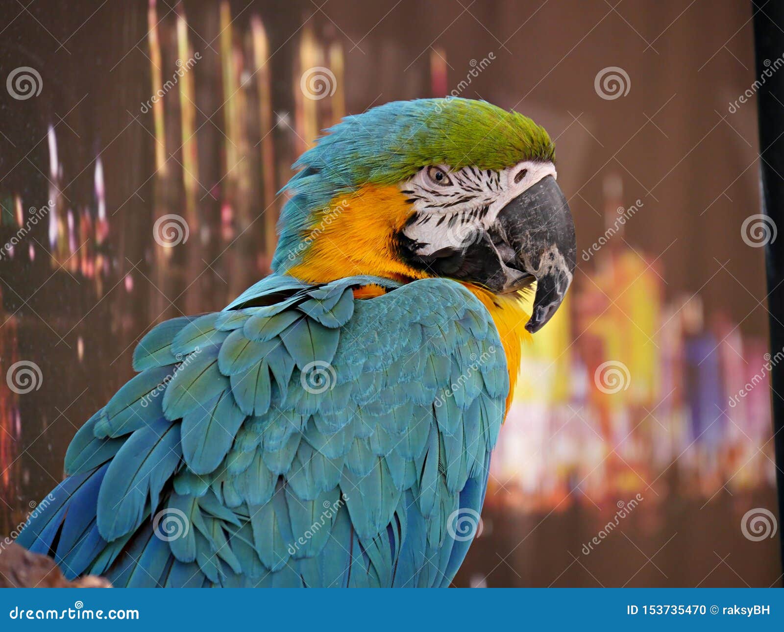 Colorful parrot stock photo. Image of feather, exotic - 153735470