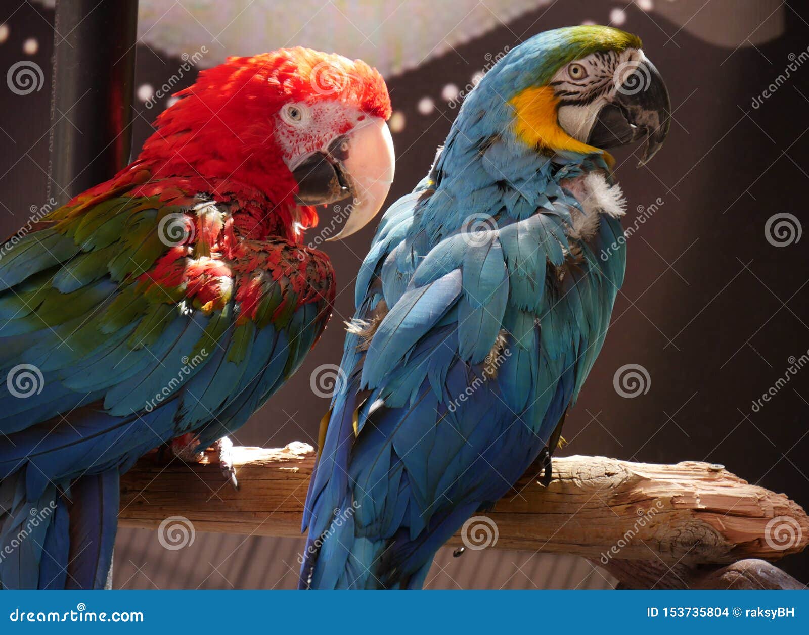 Colorful parrot stock photo. Image of design, beautiful - 153735804