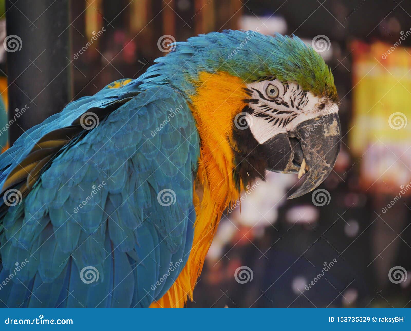 Colorful parrot stock image. Image of beauty, design - 153735529