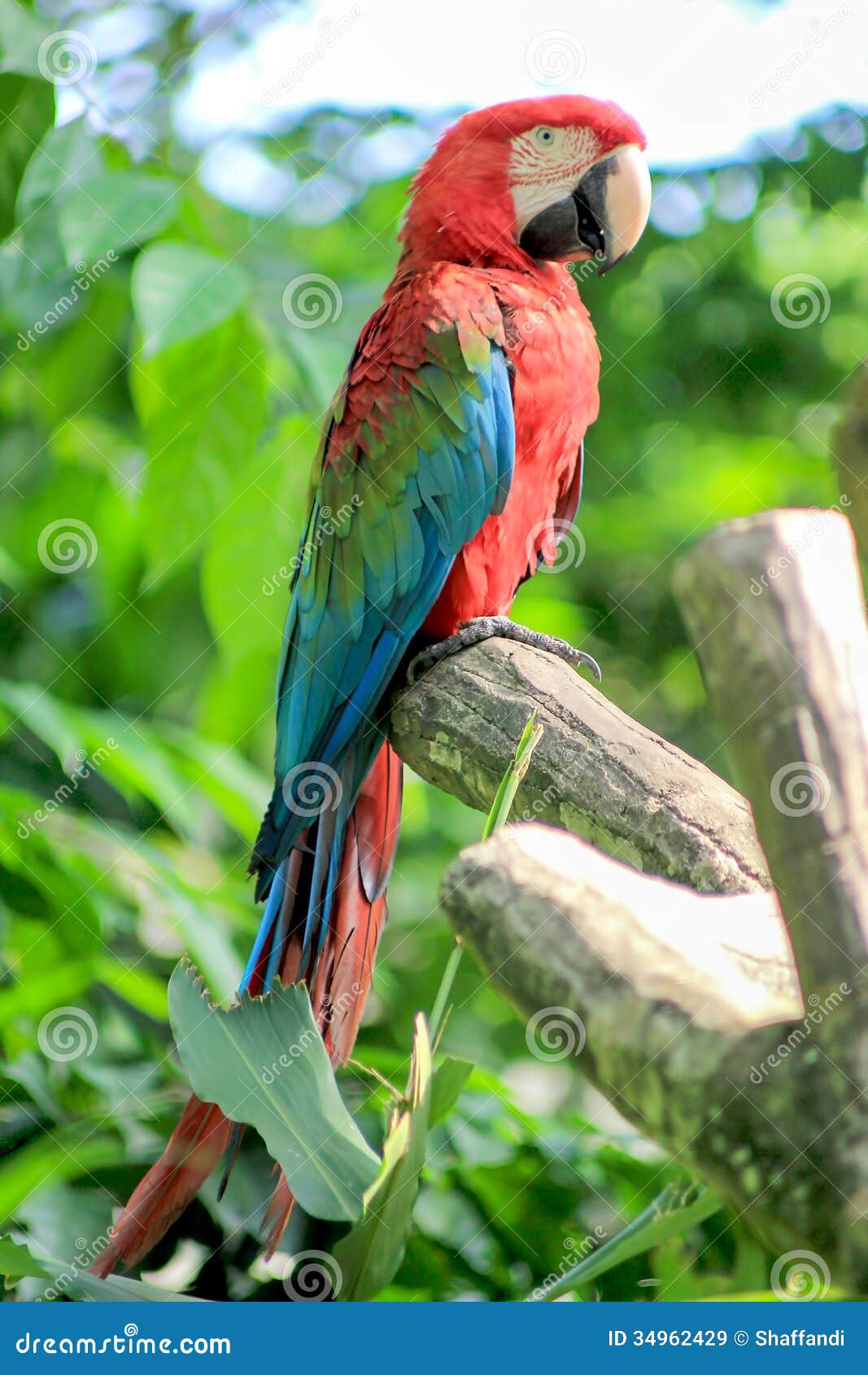 Colorful parrot stock image. Image of beak, natural, aviary - 34962429